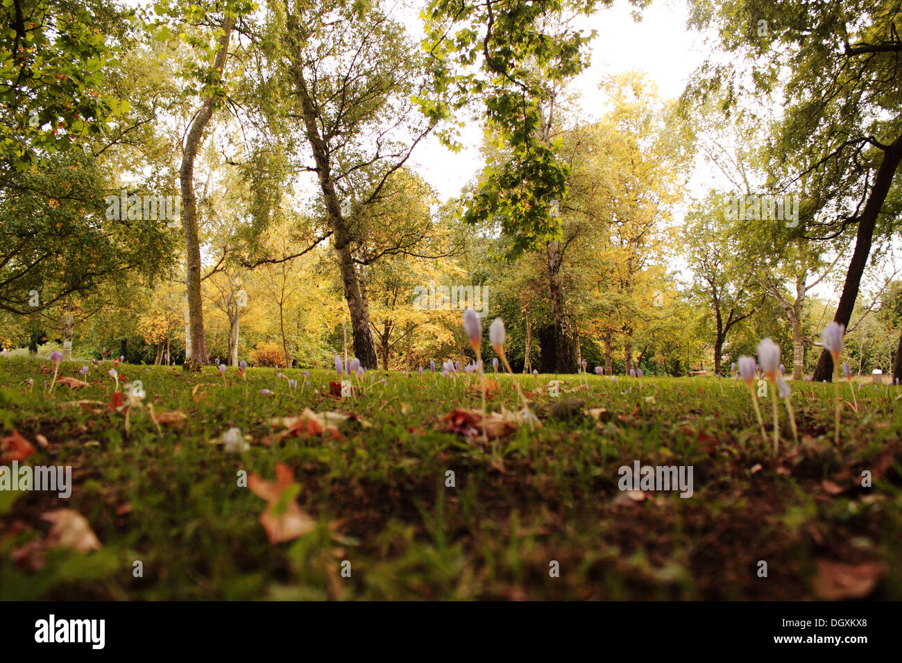 a low angle landscape in a park Stock Photo - Alamy