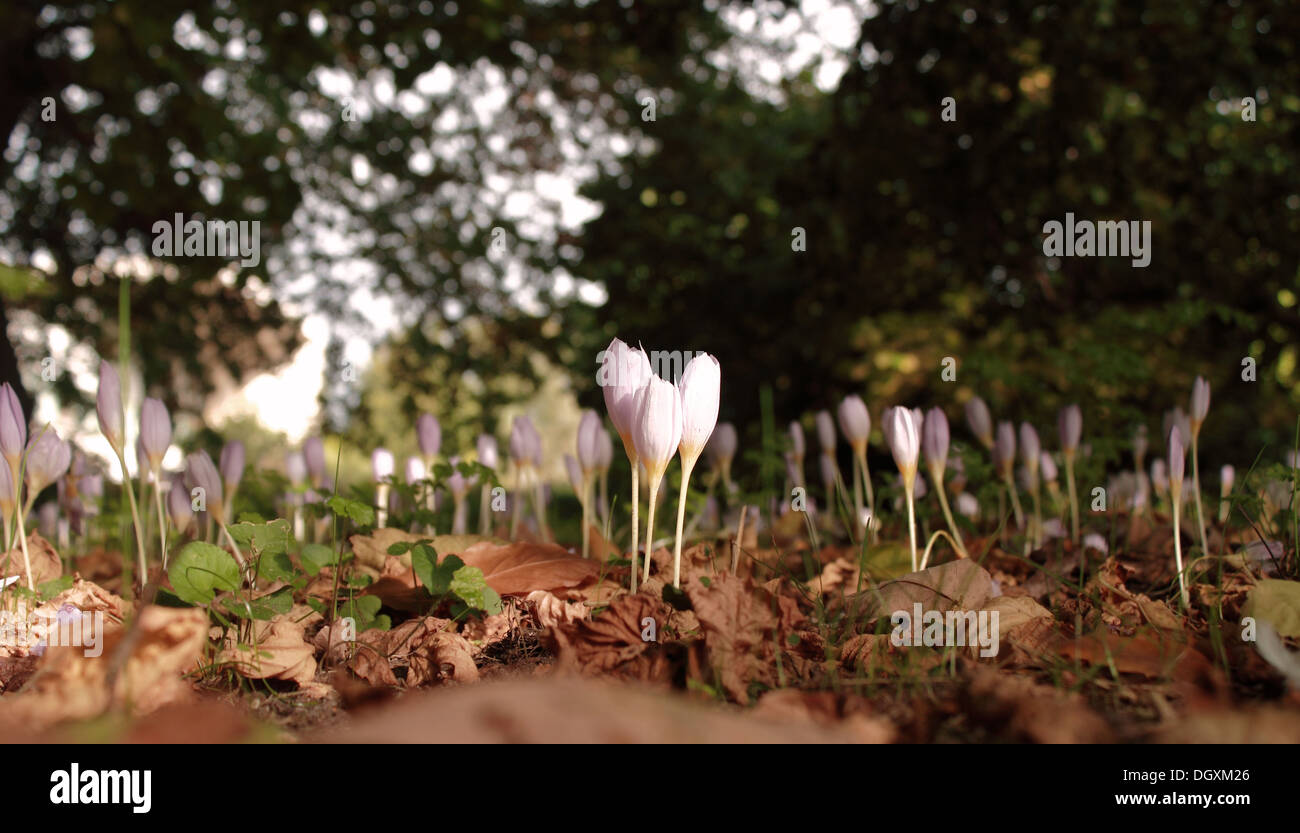 Beautiful low angle photograph hi-res stock photography and images - Alamy