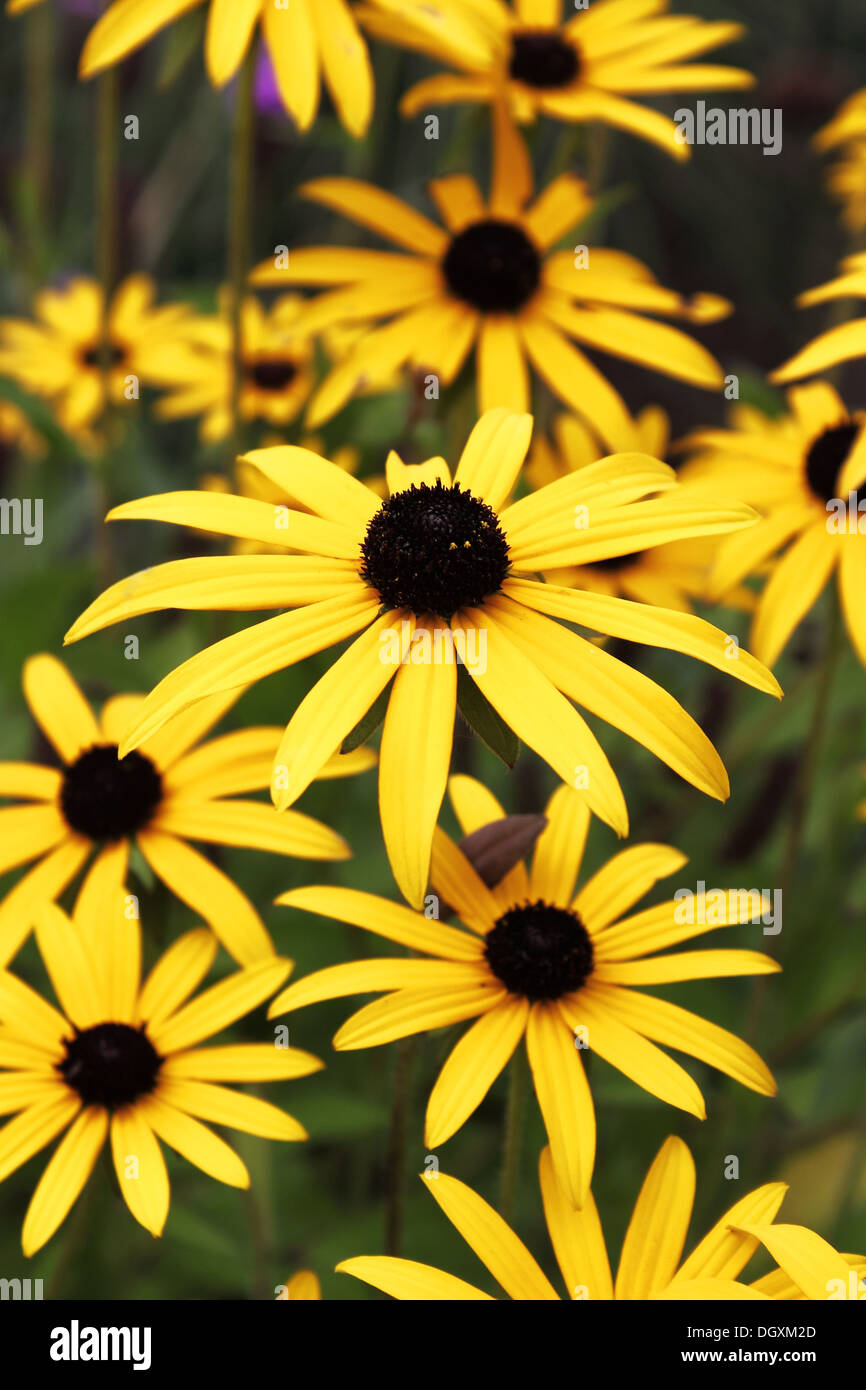 Group of yellow flowers hi-res stock photography and images - Alamy