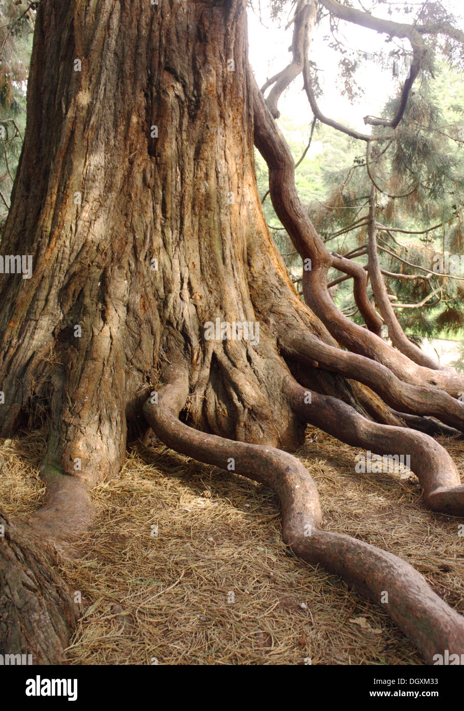 Tree roots trunk branches leaves hi-res stock photography and images ...