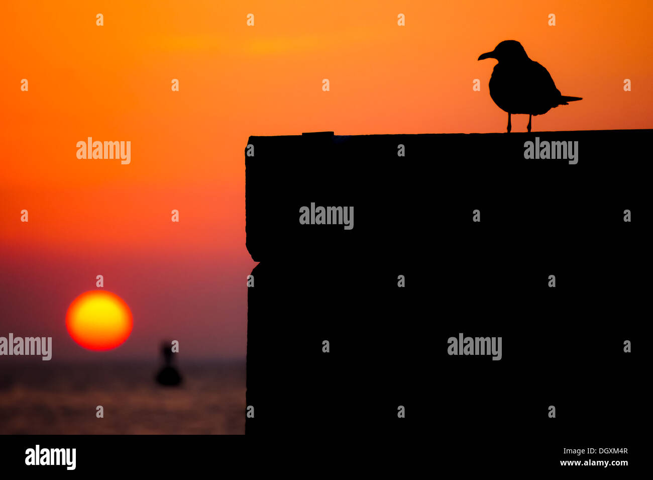 Sunset over Key West, Florida, USA. Bird in backlight Stock Photo - Alamy