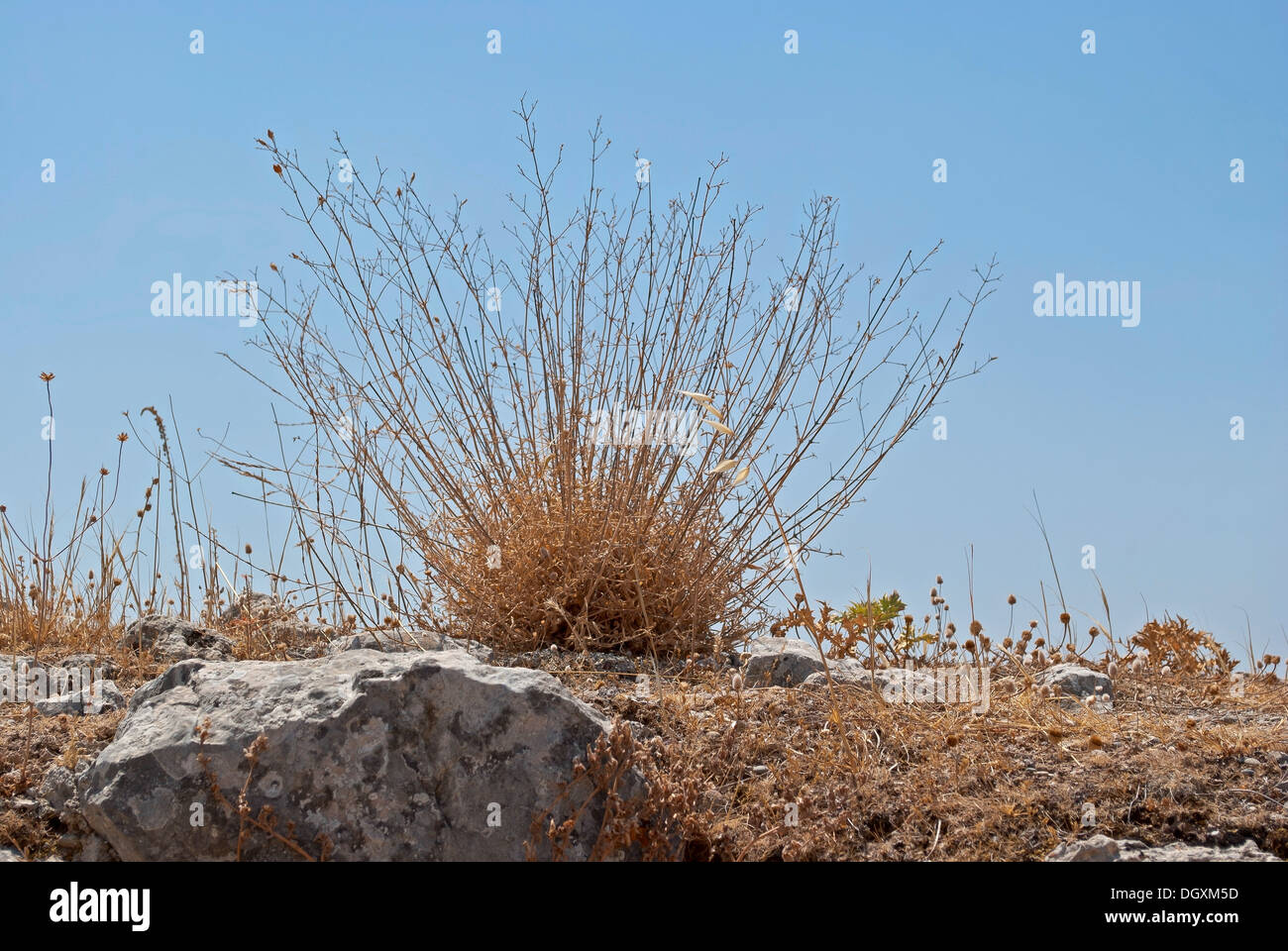Shrub grass hi-res stock photography and images - Alamy