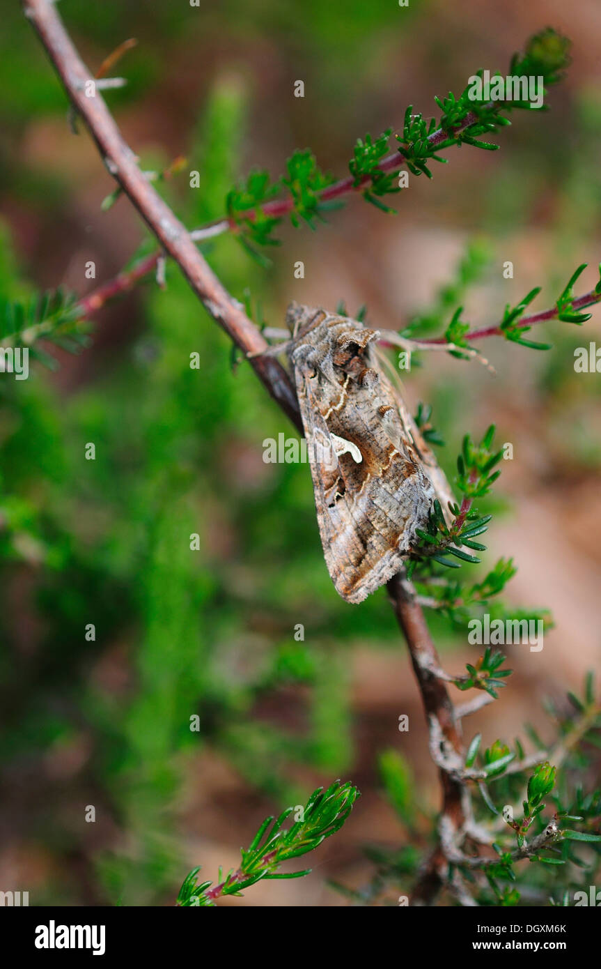 Silver y moth hi-res stock photography and images - Alamy