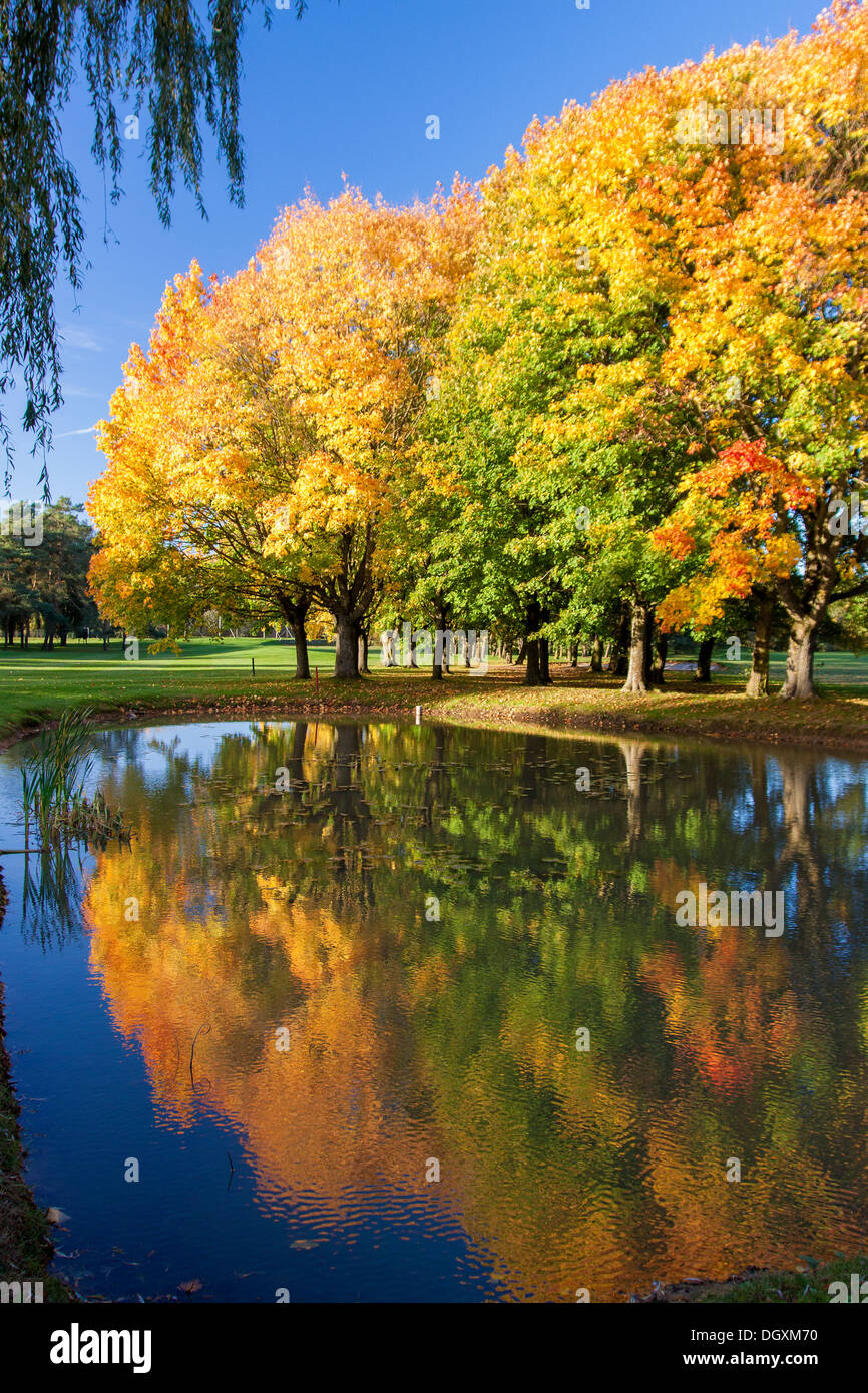Trees turning colors in fall hi-res stock photography and images - Alamy
