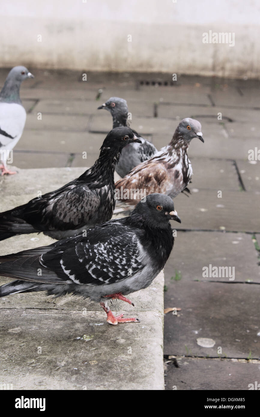 Pigeons feather hi-res stock photography and images - Alamy
