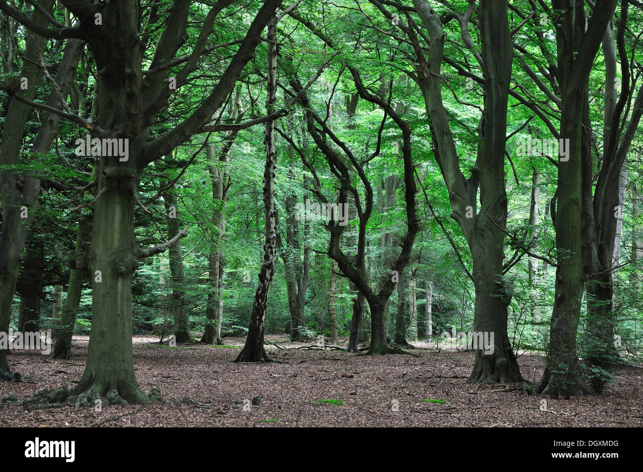 Nettlebed hi-res stock photography and images - Alamy