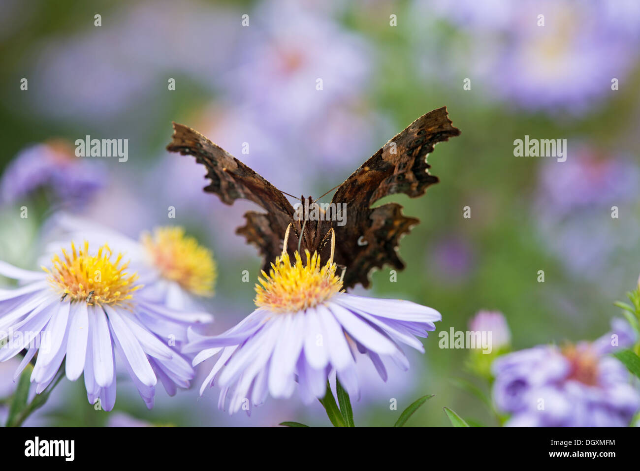 Comma butterfly closed wings hi-res stock photography and images - Alamy