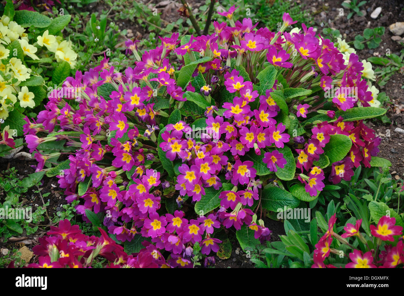 Polyanthus hi-res stock photography and images - Alamy