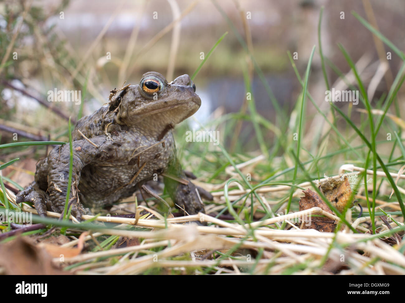 Ruthven hi-res stock photography and images - Alamy