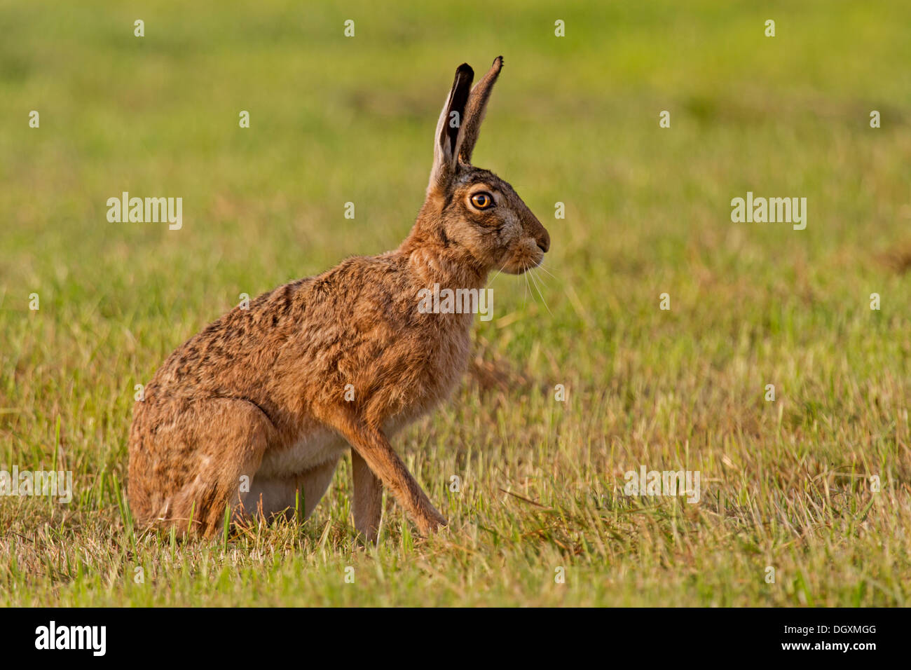 Eastern prairie hare hi-res stock photography and images - Alamy