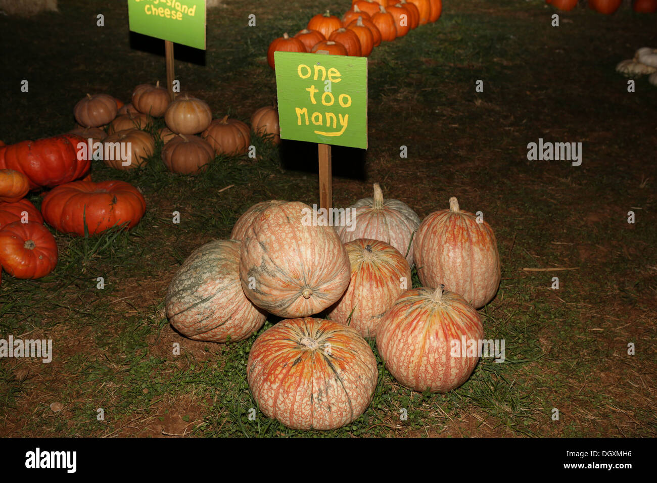 One too many Pumpkins Prize Winners pumpkins Pumpkins Farm Autumn Fall ...