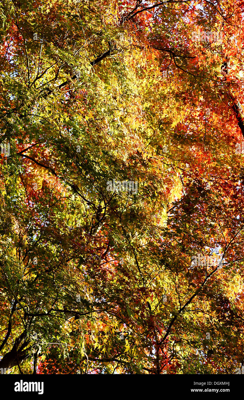 Acer ahorn maple maple tree hi-res stock photography and images - Alamy