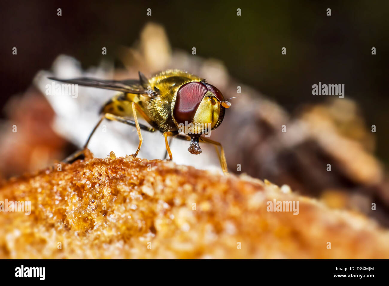 Portrait of a forest fly Stock Photo - Alamy