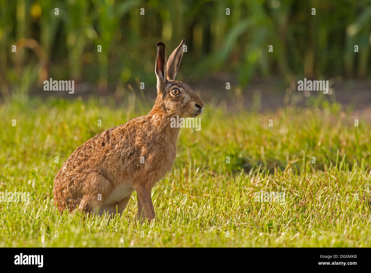 European Hare (Lepus europaeus Stock Photo - Alamy