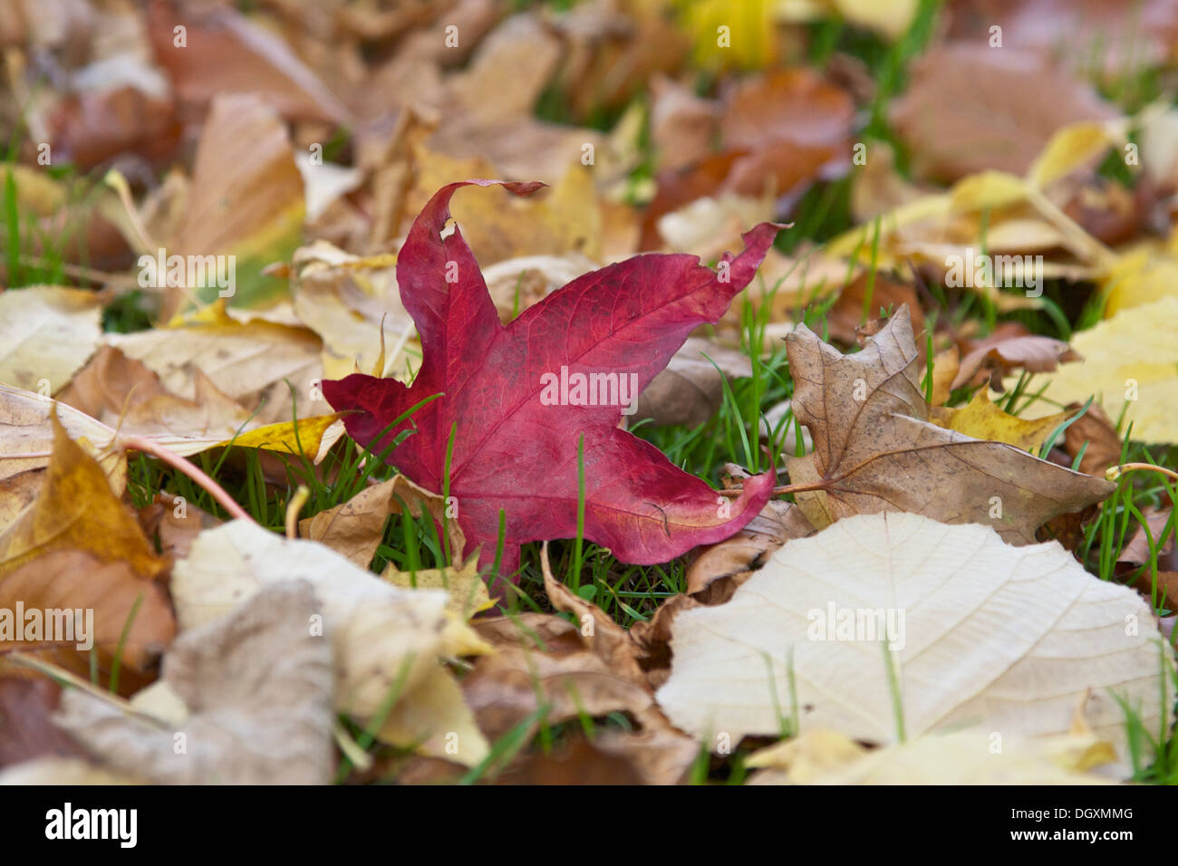 Single red leaf hi-res stock photography and images - Alamy