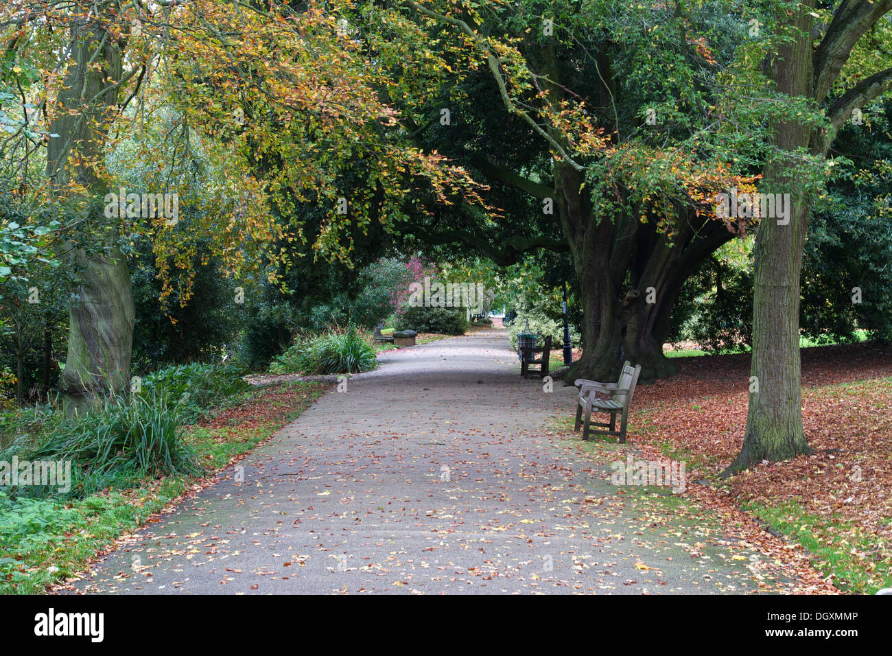 Tree lined path with autumnal fallen leaves Stock Photo - Alamy