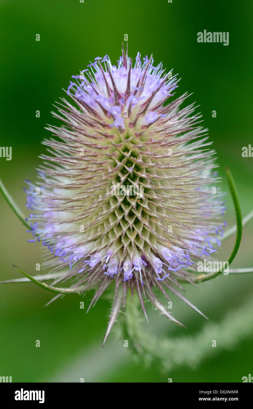 A teasel wild flower UK Stock Photo - Alamy