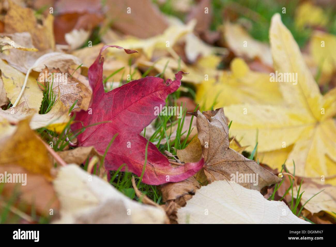 Red fallen leaf hi-res stock photography and images - Alamy