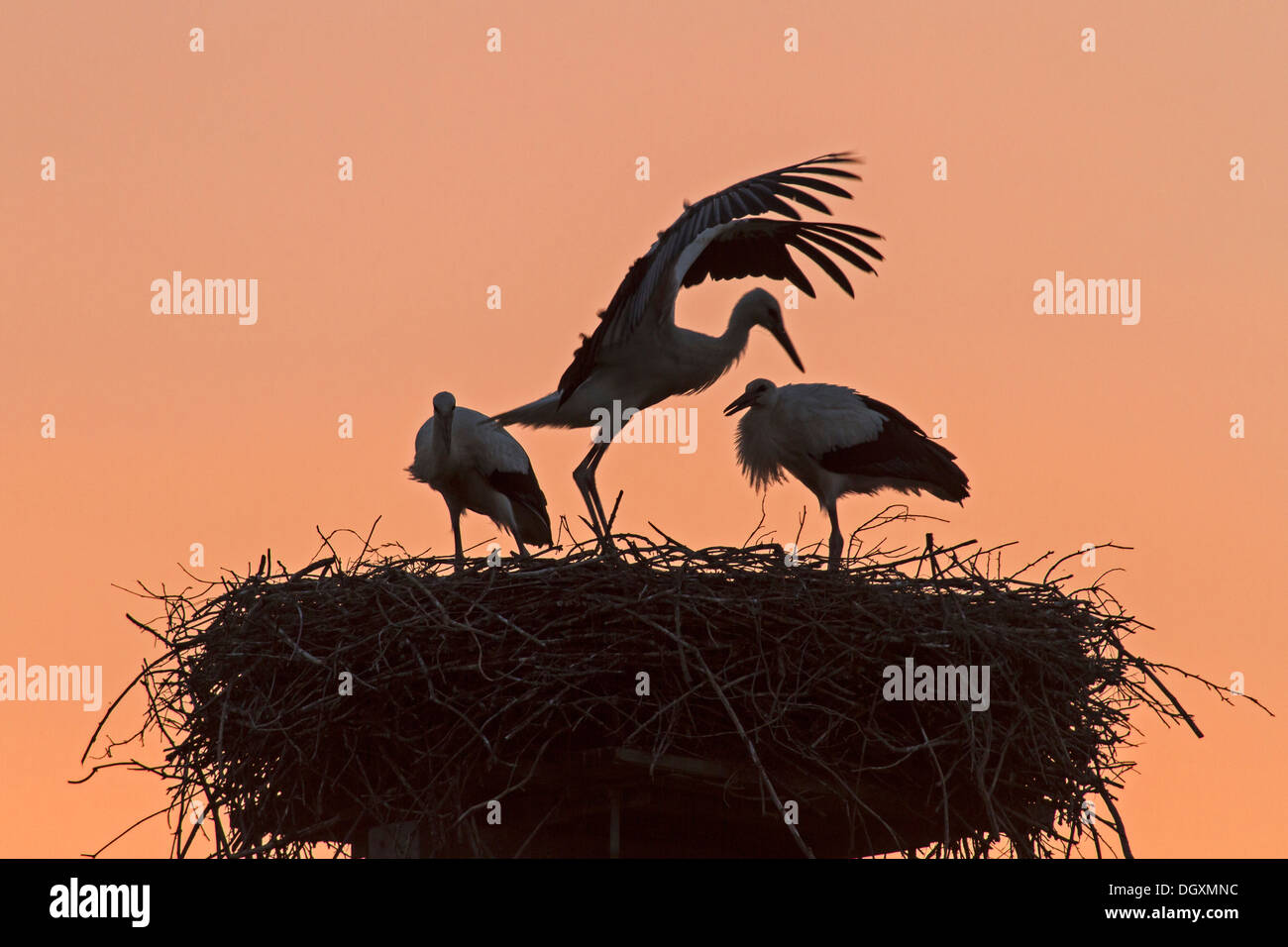 Young stork hi-res stock photography and images - Alamy