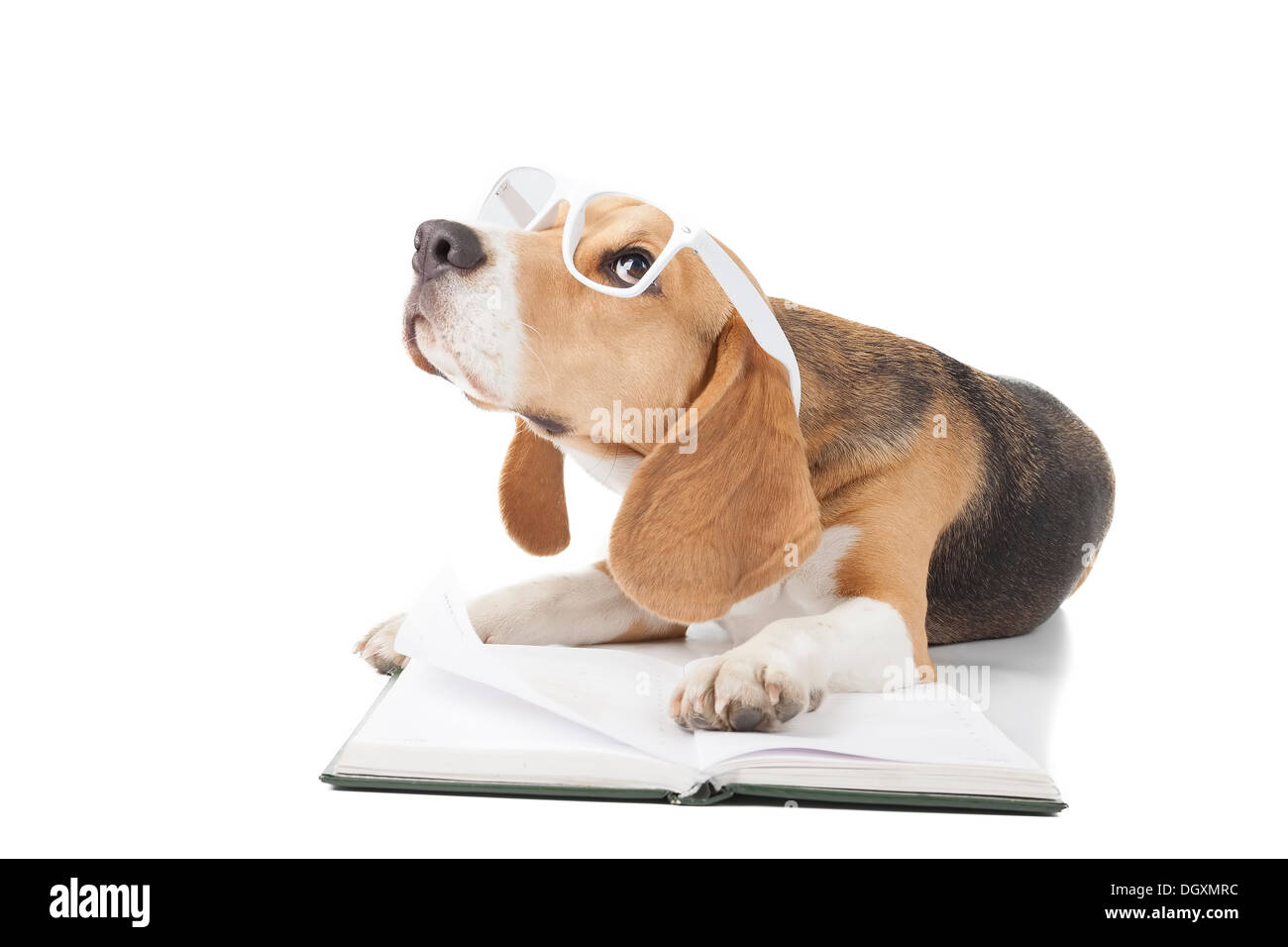 beagle with glasses is reading a book Stock Photo - Alamy