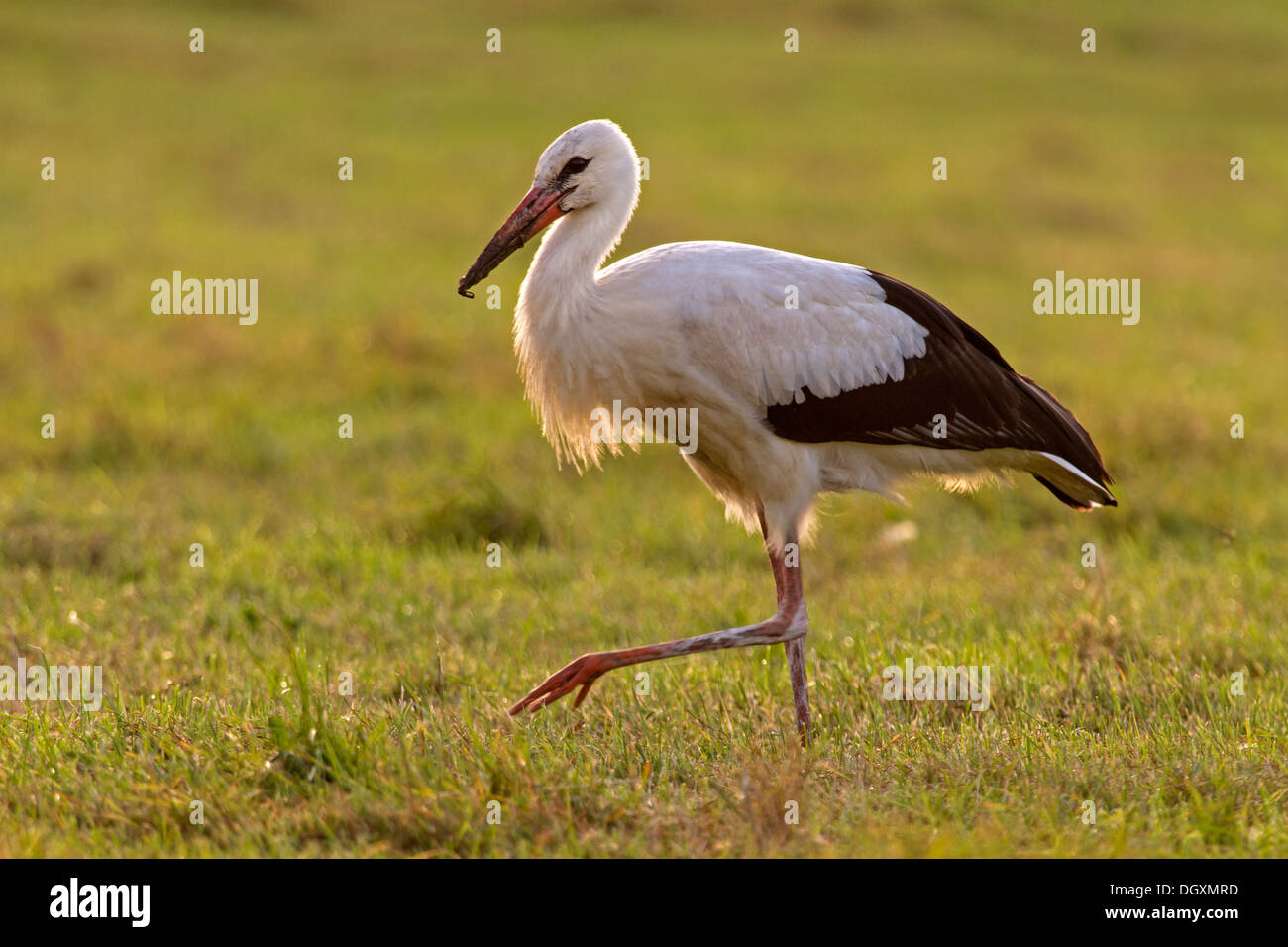White Stork, Schleswig Holstein, Germany, Europe / Ciconia ciconia ...