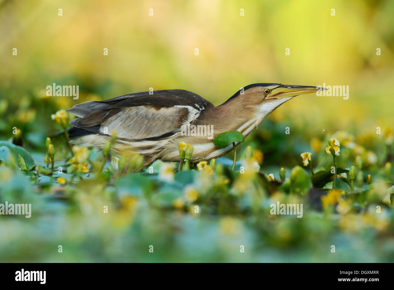 Little bittern ixobrychus minutus ruse hi-res stock photography and ...