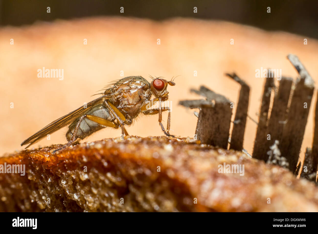 Portrait of a forest fly Stock Photo - Alamy