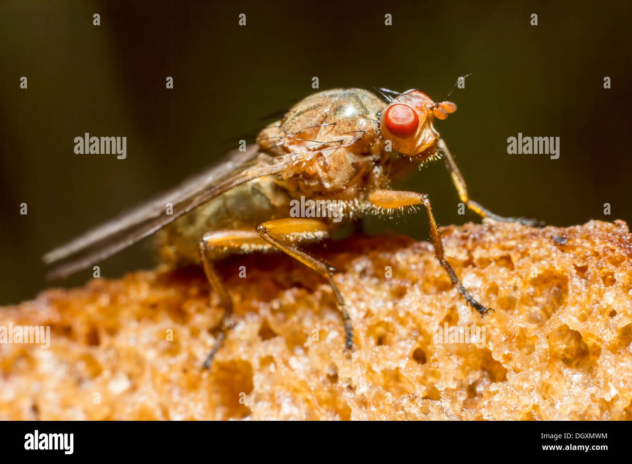 Portrait of a forest fly Stock Photo - Alamy