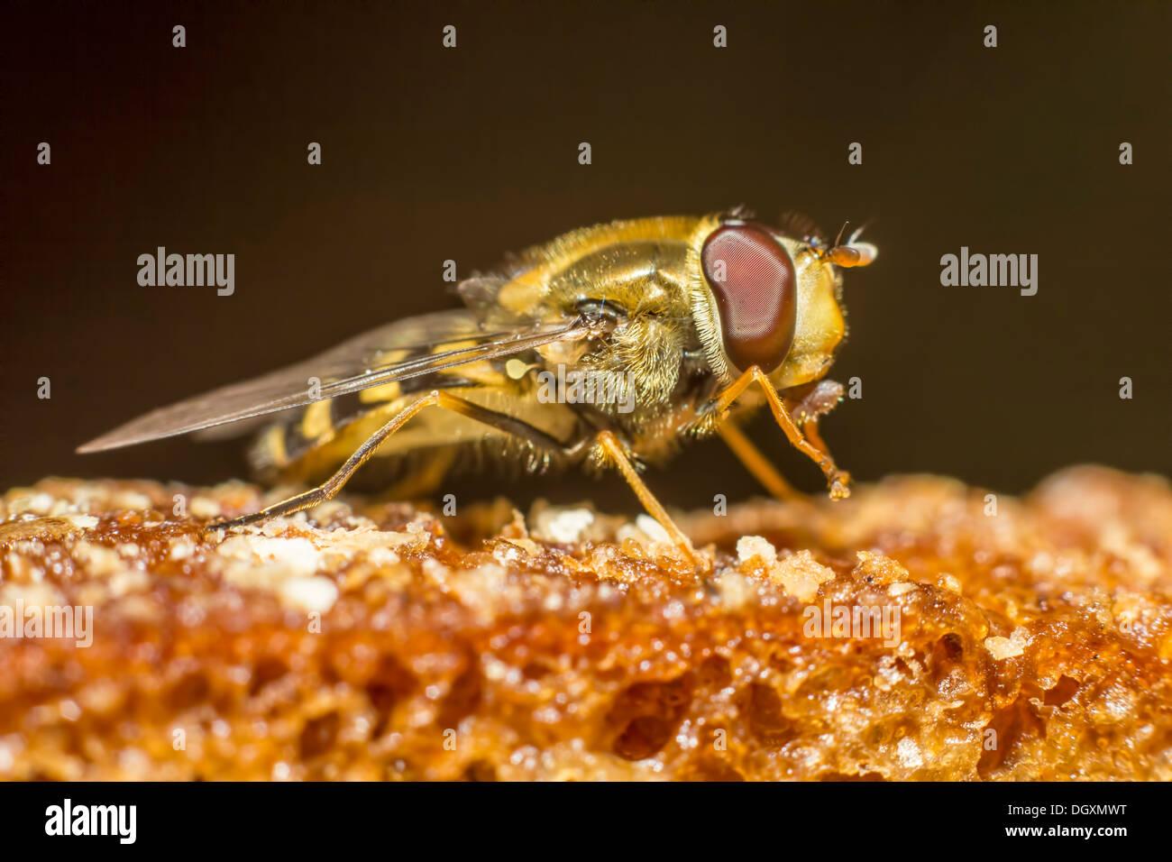 Portrait of a forest fly Stock Photo - Alamy