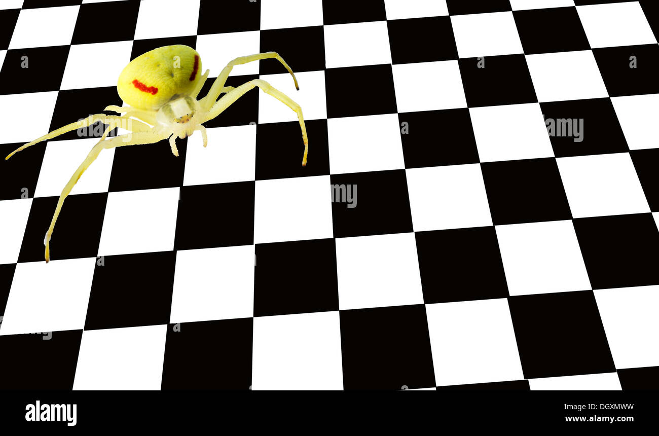 Yellow spider on a chessboard or chequerboard Stock Photo - Alamy