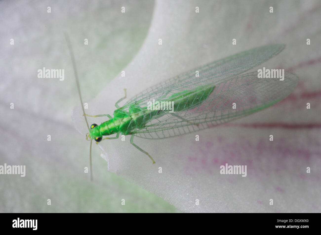 Lacewing (Chrysopidae) from above, on a flower Stock Photo - Alamy