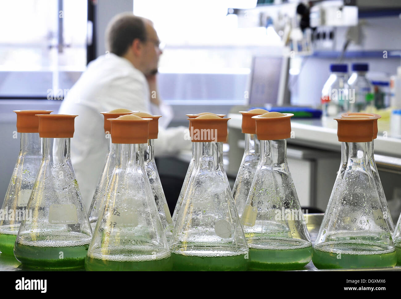 Culture medium from plants Stock Photo - Alamy