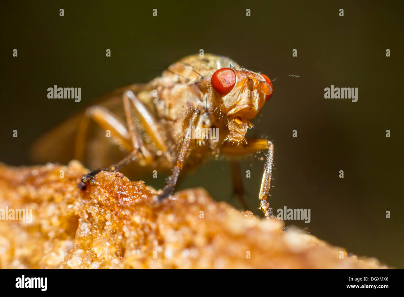 Portrait of a forest fly Stock Photo - Alamy