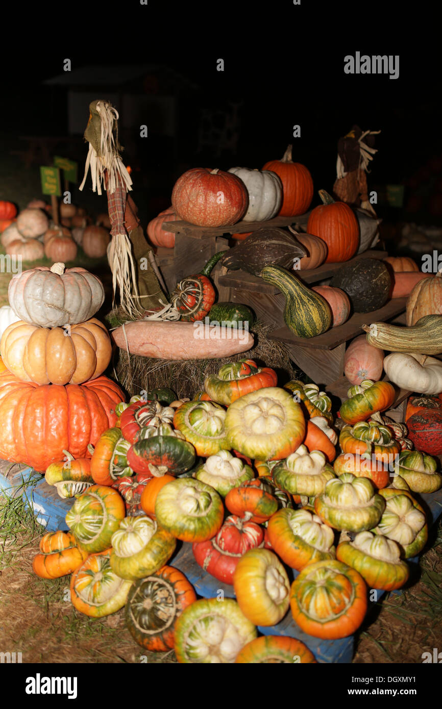 Variety of Pumpkins. Lil Pumpkins White Lil Pumpkins Prize Winners ...