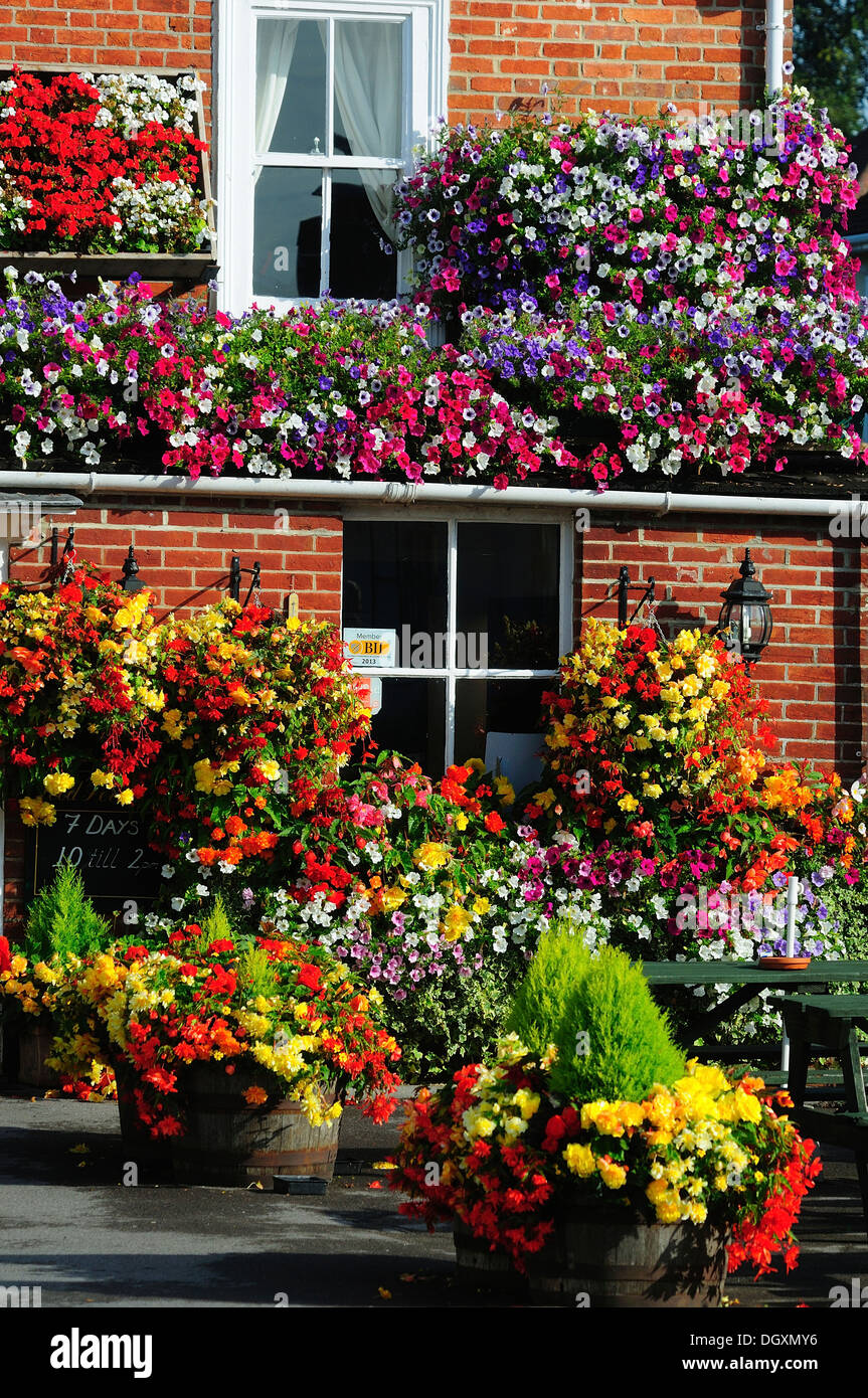Annuals hi-res stock photography and images - Alamy