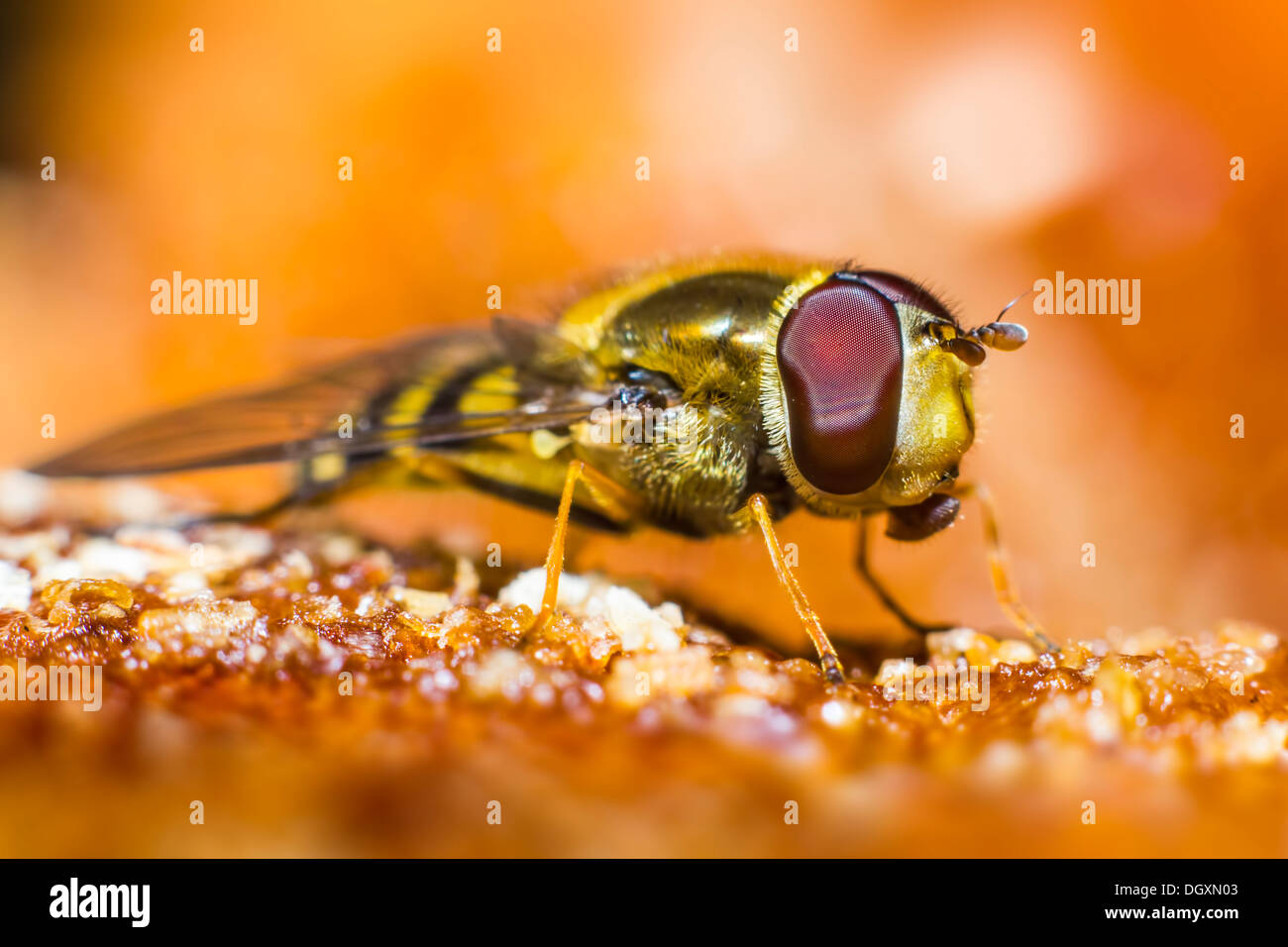 Portrait of a forest fly Stock Photo - Alamy