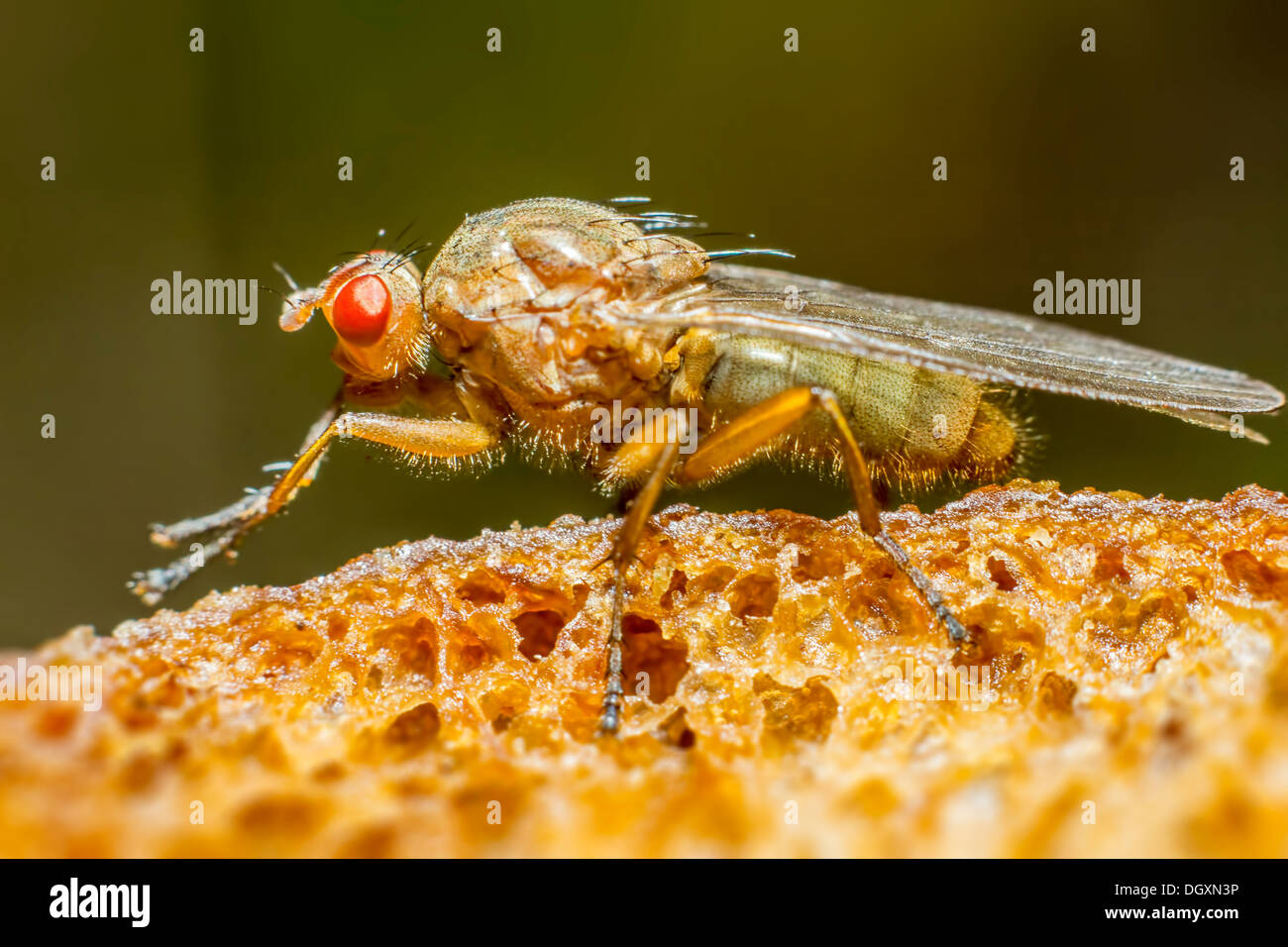 Portrait of a forest fly Stock Photo - Alamy