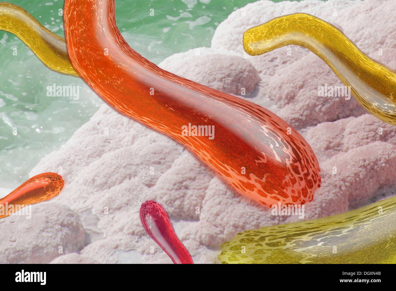 Bacteria illustrations hi-res stock photography and images - Alamy