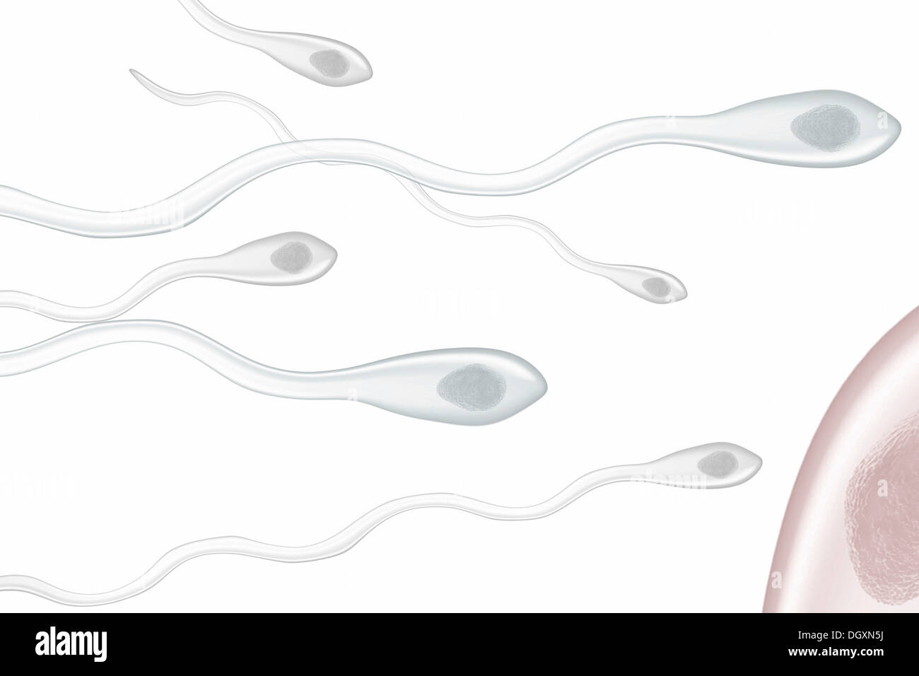 Sperm fertilizing an ovum, illustration Stock Photo - Alamy