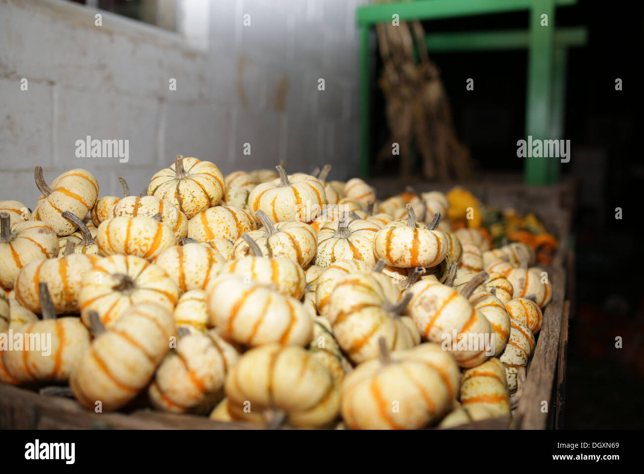 Pum pum High Resolution Stock Photography and Images - Alamy