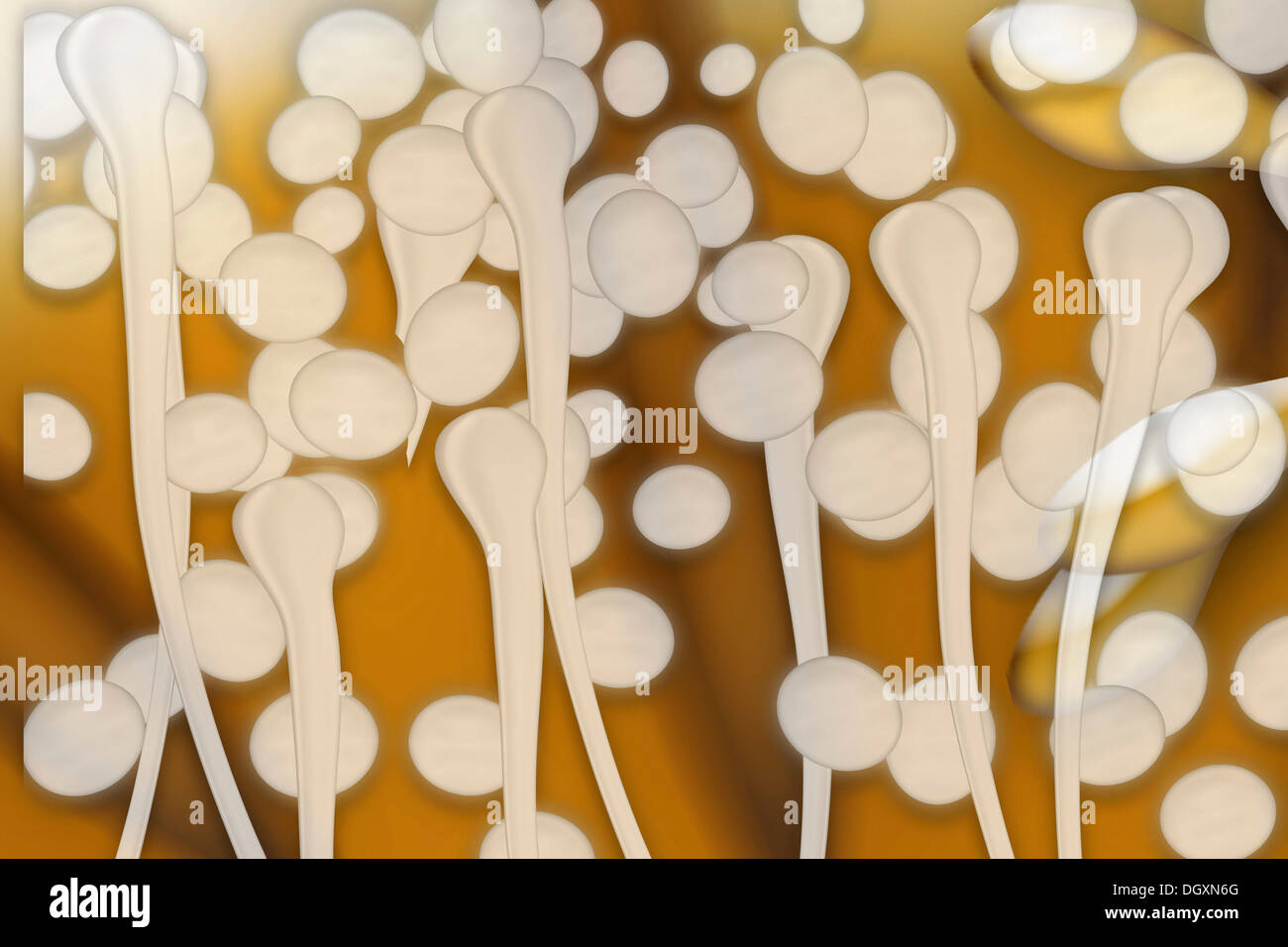 Fungal cells hi-res stock photography and images - Alamy