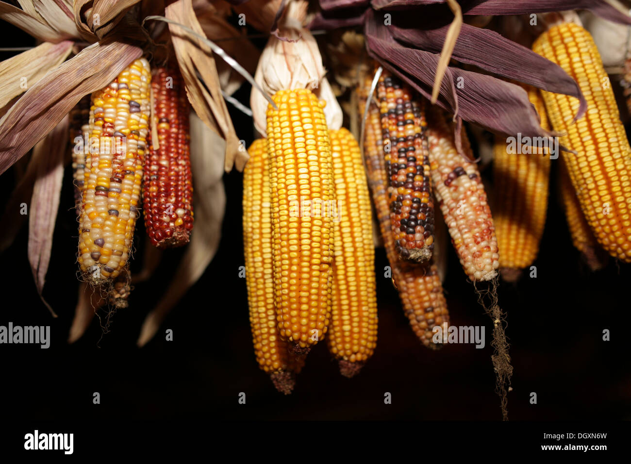 Pum pum hi-res stock photography and images - Alamy