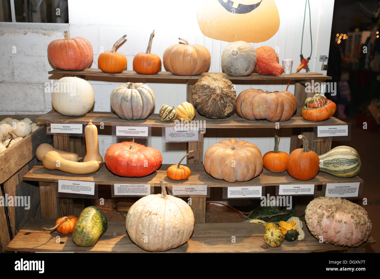 Variety of Pumpkins. Prize Winners pumpkins Pumpkins Farm Autumn Fall ...