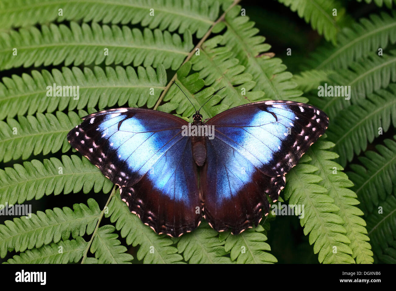 Peleides Blue Morpho (Morpho peleides Stock Photo - Alamy
