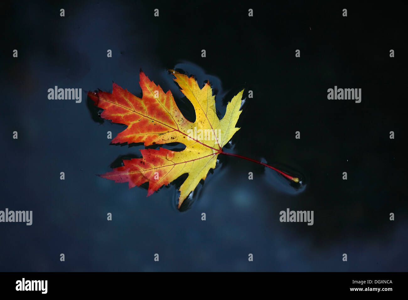 Maple leaf floating on a water surface Stock Photo - Alamy