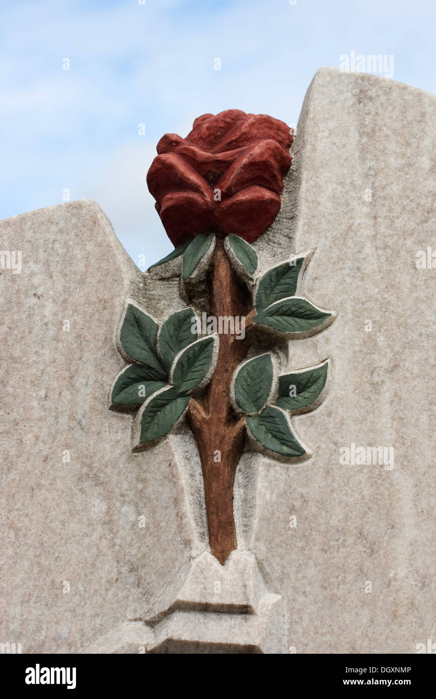 Blooming rose hi-res stock photography and images - Alamy