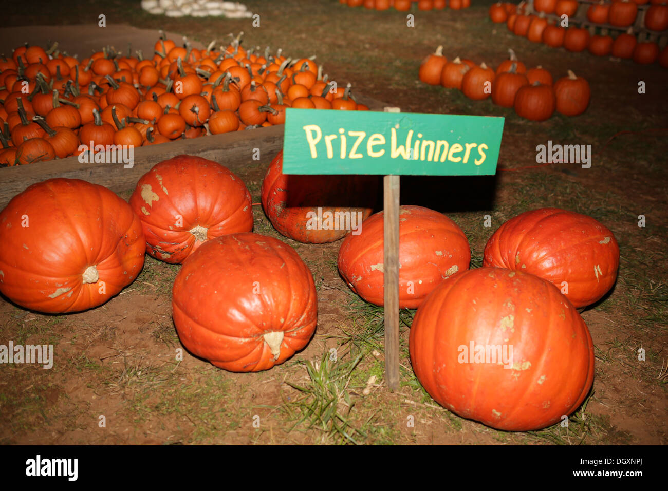 Prize winners hi-res stock photography and images - Alamy