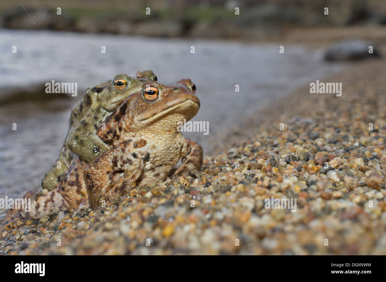 Common toads pair hi-res stock photography and images - Alamy