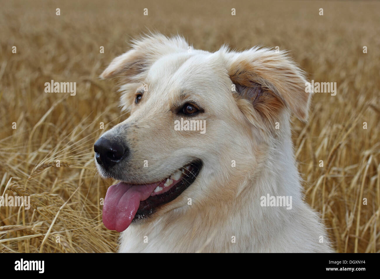 Retriever Collie mix, male dog, 1 year, portrait, cornfield Stock Photo ...