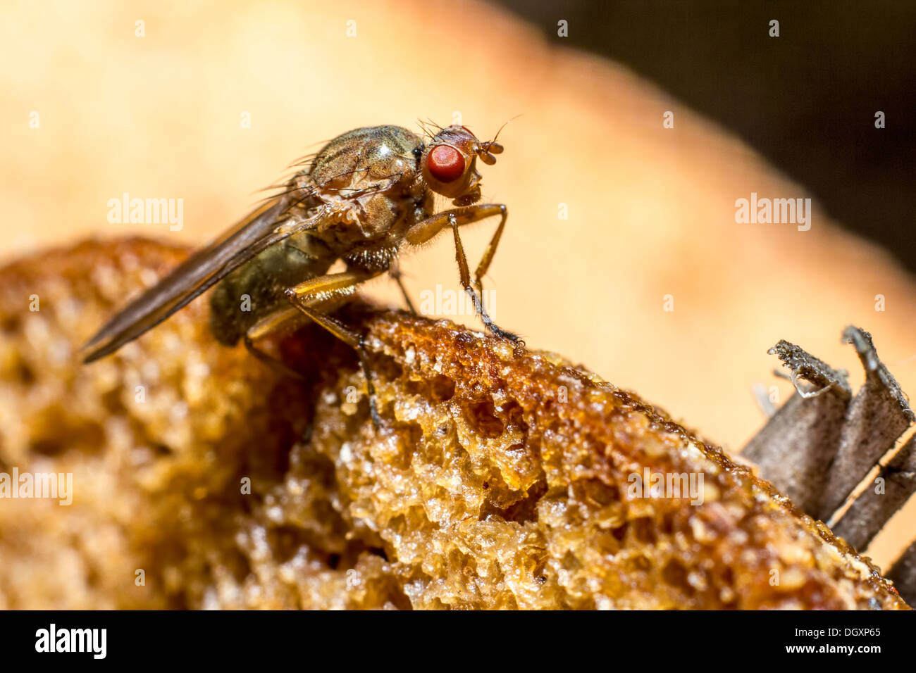 Portrait of a forest fly Stock Photo - Alamy